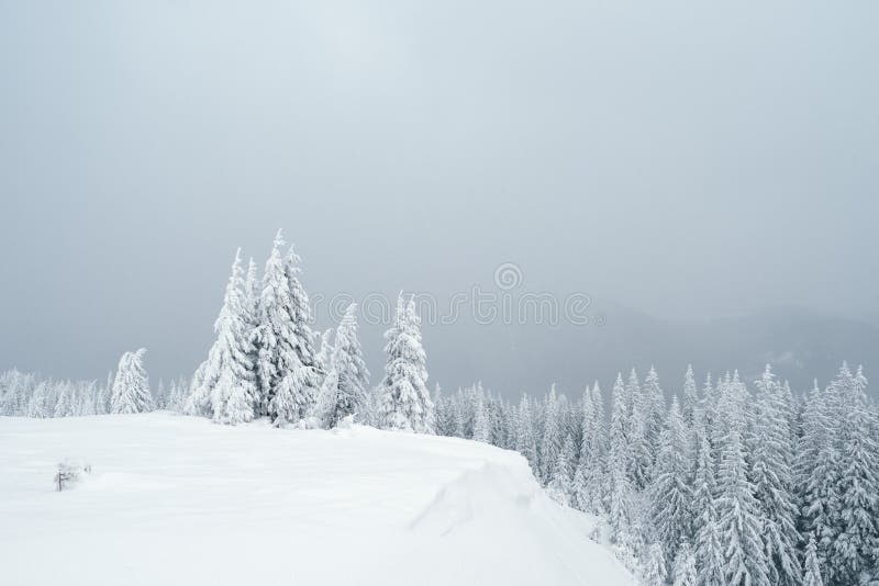 Grey Winter Landscape in the Forest Stock Image - Image of snowfall ...