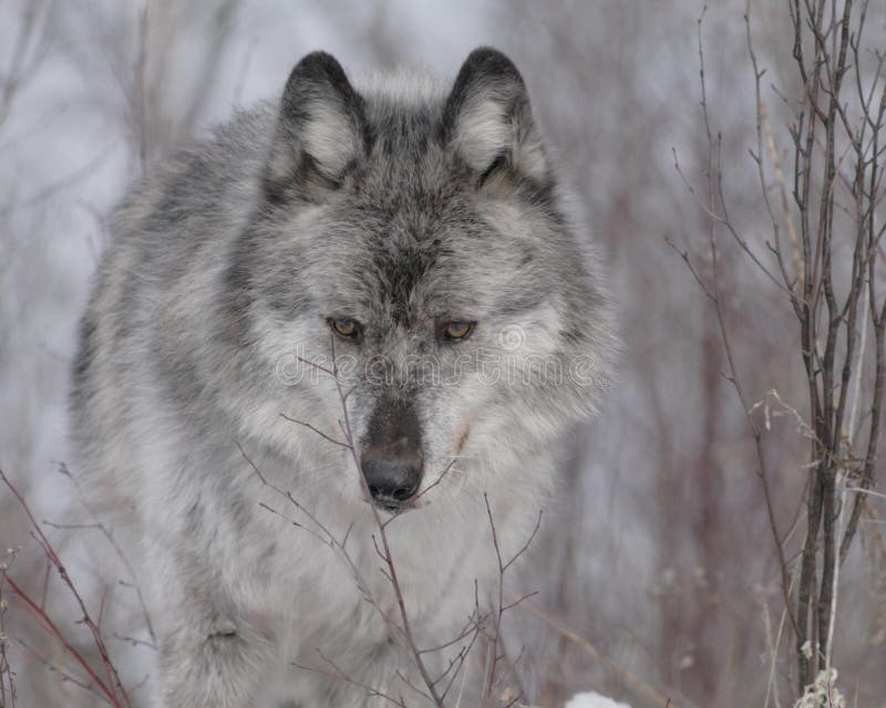 Grey Wolf (Canis Lupus) Behind Tree Stock Image - Image of nature, gray ...