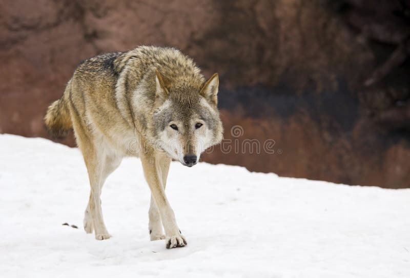 Grey Wolf stock photo. Image of wolf, wildlife, carnivores - 14090794