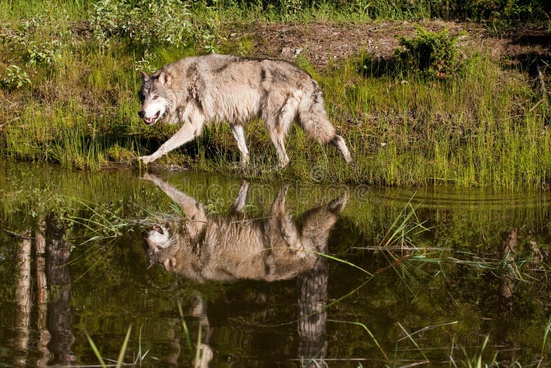 Grey Wolf and Pup stock photo. Image of adult, nuzzle - 15254542