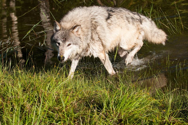 Grey Wolf and Pup stock photo. Image of adult, nuzzle - 15254542