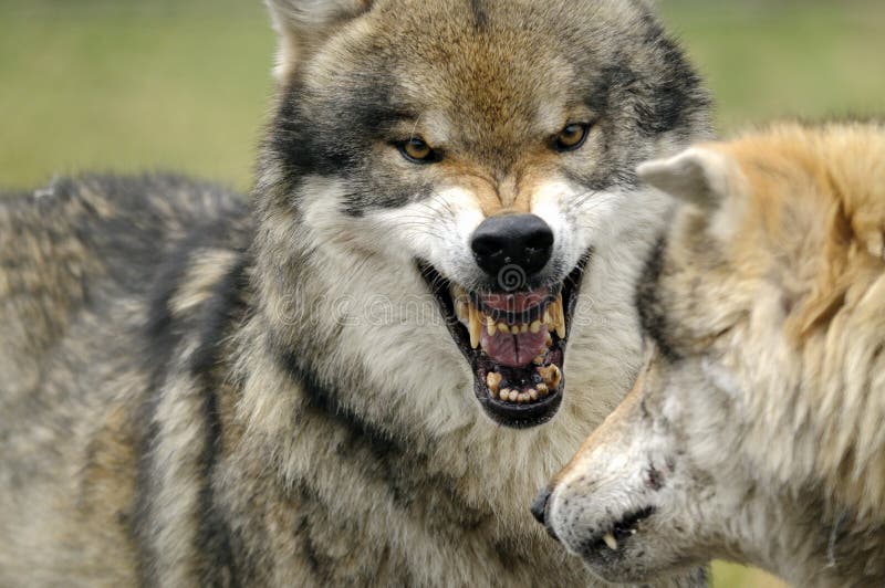 Angry wolf stock image. Image of canis, moon, face, grey - 28622903