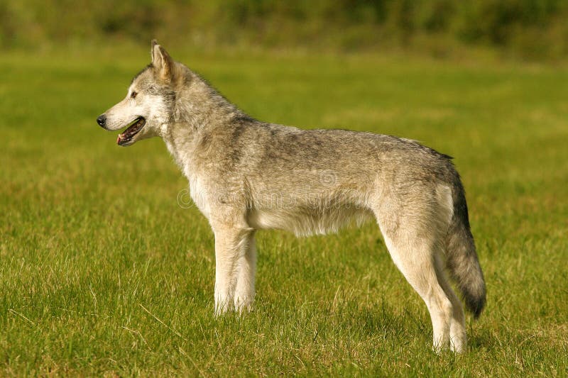 Grey wolf stock photo. Image of eyes, grey, wolf, canada - 1819892