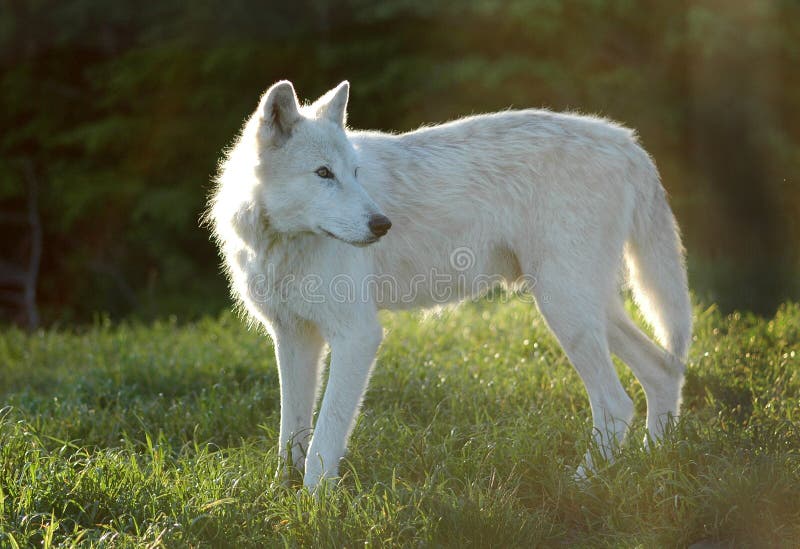 Grey Wolf stock image. Image of back, grey, grass, wolverine - 185625