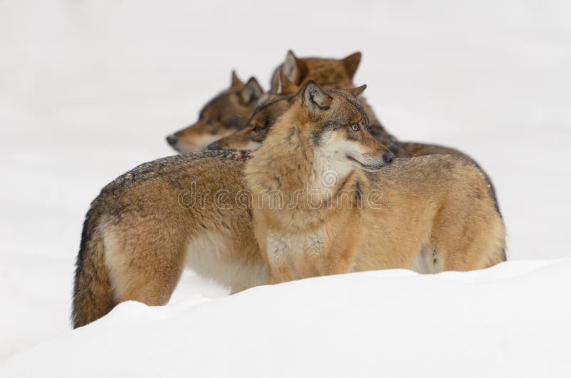 Eurasian wolf pack in snow stock photo. Image of wildlife - 8464362