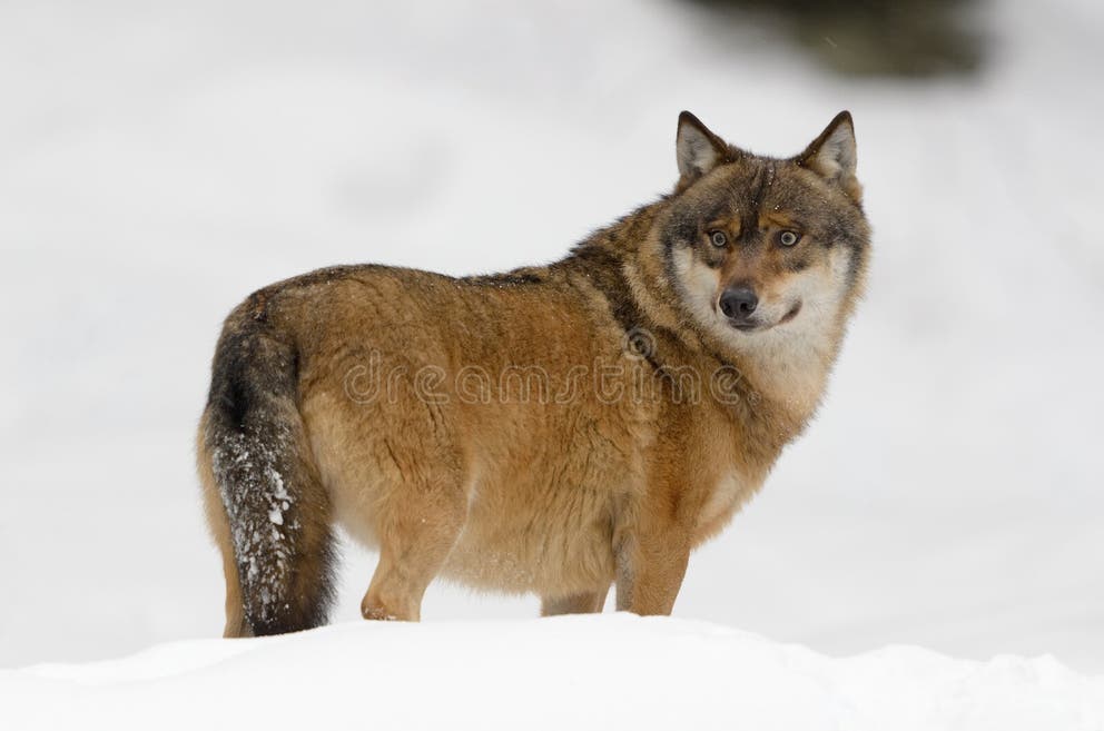 Grey wolf stock photo. Image of snow, nature, mammal - 22997426