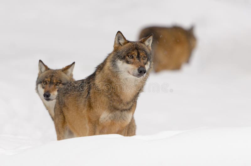 Wolf Hunting Prey stock photo. Image of predator, mammal - 26349710