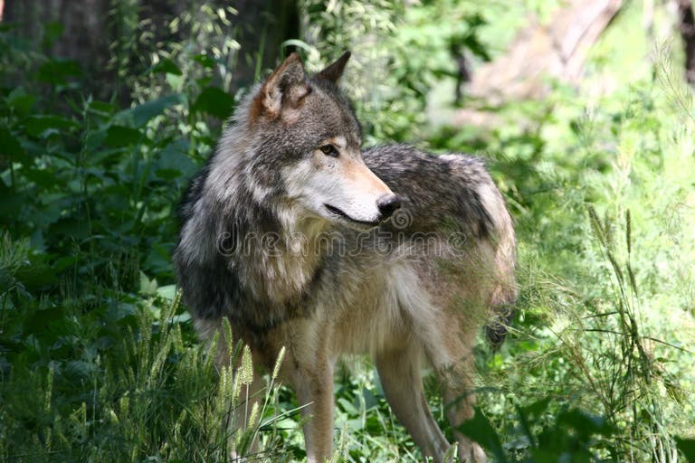 1,842 Grey Wolf Habitat Stock Photos - Free & Royalty-Free Stock Photos ...