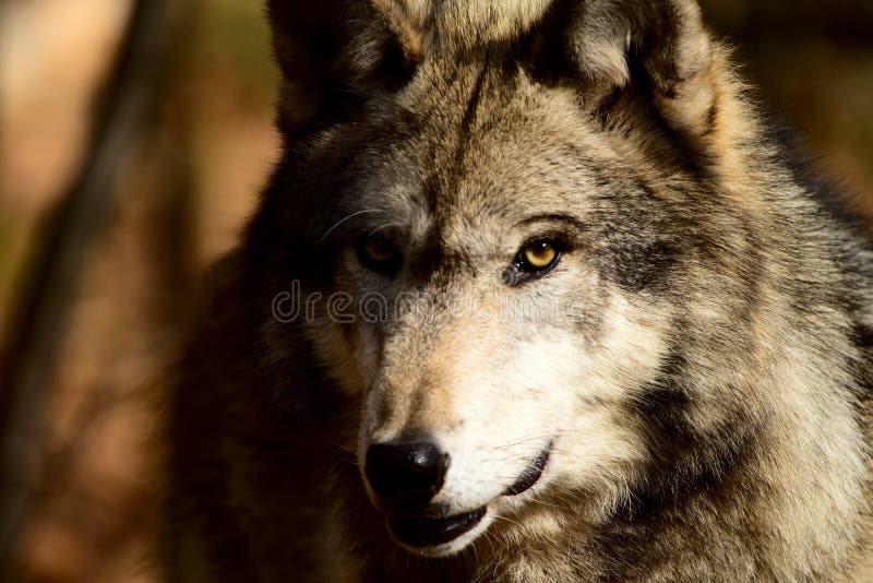 Grey Wolf stock image. Image of winter, staring, forest - 28676089