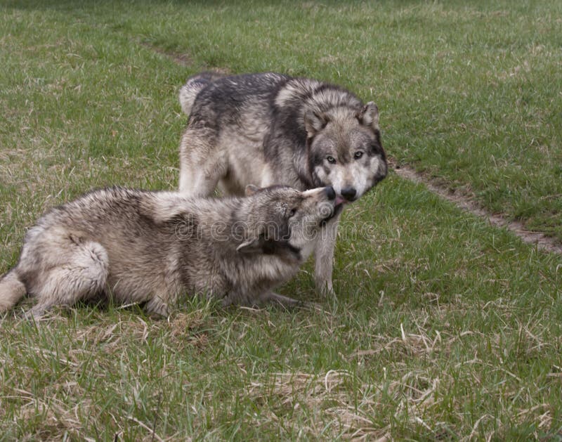 Grey Wolf Alpha Male imagem de stock. Imagem de comportamento - 58952879