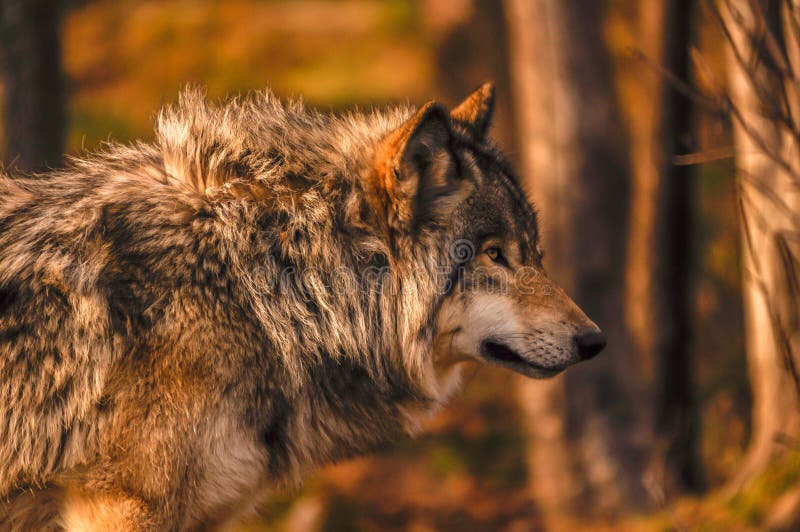 Grey Wolf in Autumn in Quebec, Canada. Stock Photo - Image of canine ...