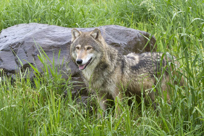 Grey Wolf Standing in Tall Grass beside a Boulder Stock Photo - Image ...