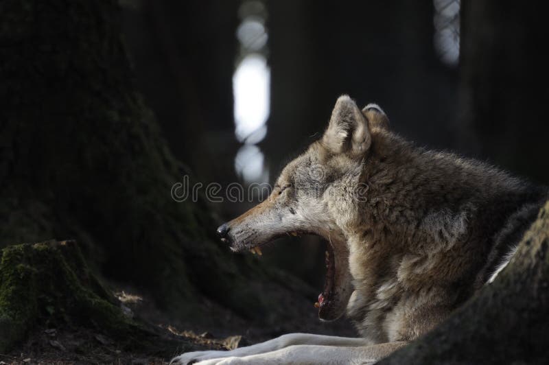 Wolf biting stock image. Image of candide, carnivore - 18879185
