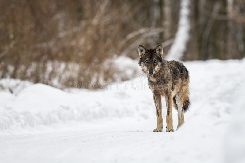 Grey Wolf, Canis Lupus. Bieszczady Mountains, Poland Stock Photo ...