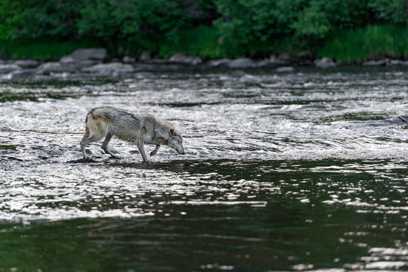 Grey Wolf Canis Lupus Cautiously Crosses River Summer Stock Photo ...