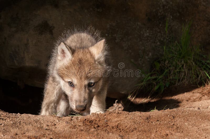 481 Wolf Den Stock Photos - Free & Royalty-Free Stock Photos from ...