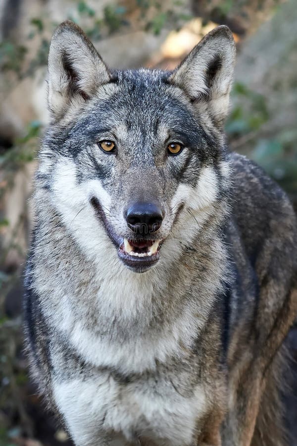 Grey Wolf Canis lupus stock photo. Image of resting, wilderness - 80900090