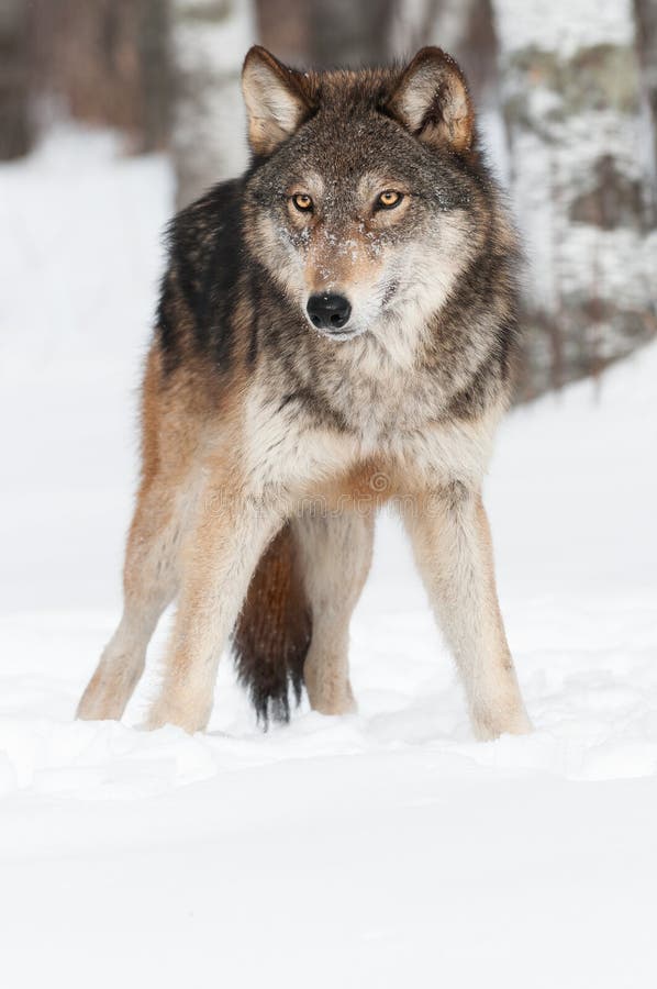 Face To Face Portrait of Wolf. Winter Scene with Danger Animal in the ...