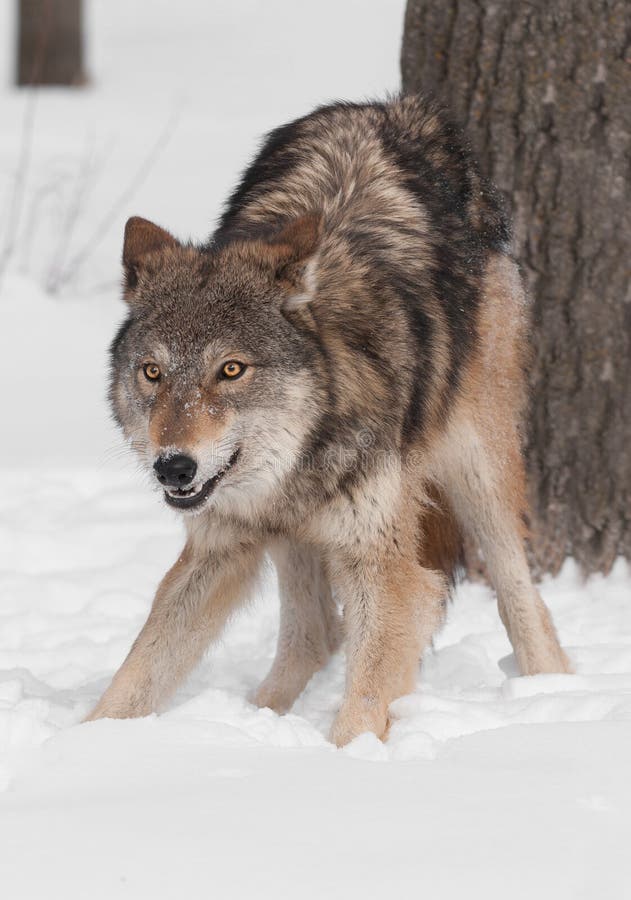 Grey Wolf (Canis Lupus) Crouches by Tree Stock Image - Image of wolf ...