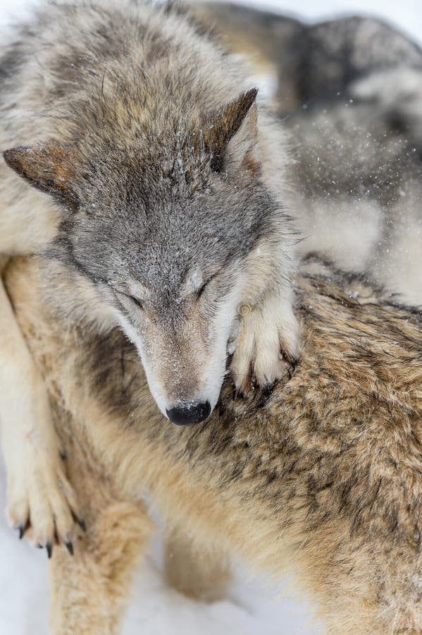 Grey Wolf (Canis Lupus) Draped Over Back of Packmate Eyes Closed Winter ...