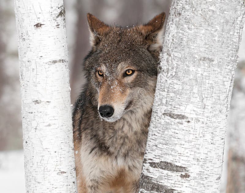 Grey Wolf (Canis Lupus) Ears Back between Trees Stock Photo - Image of ...