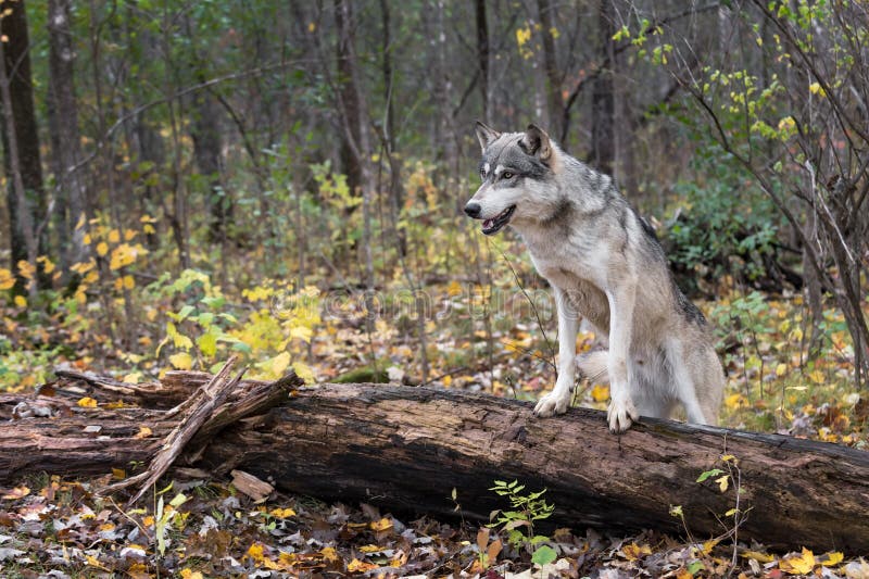 Grey Wolf (Canis Lupus) Front Paws on Log Autumn Stock Photo - Image of ...