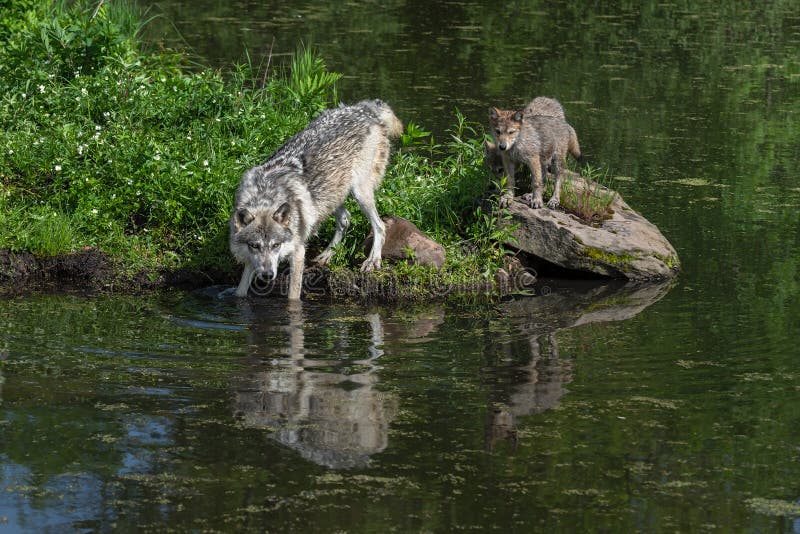 Grey Wolf Canis Lupus Front Paws in Water Pups Behind Summer Stock ...