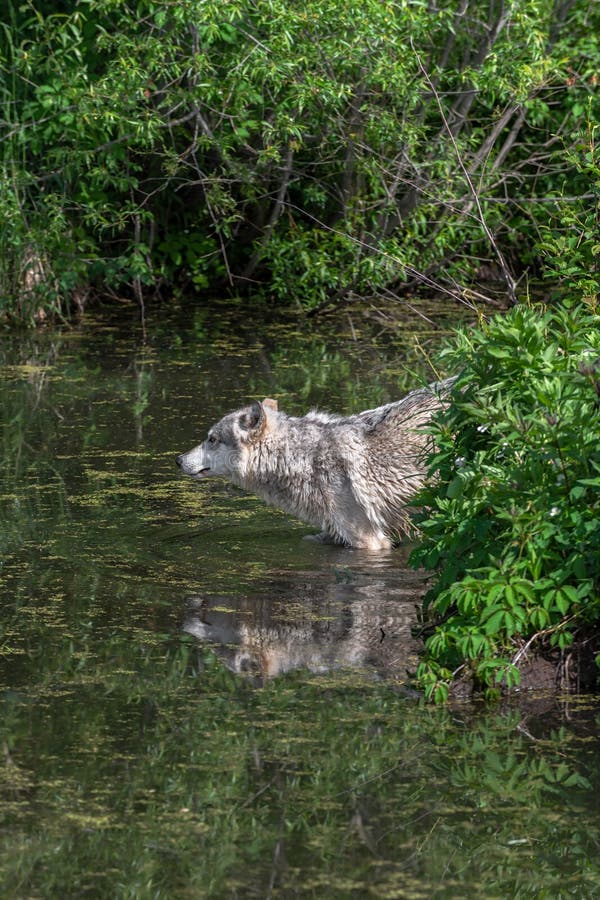 Grey Wolf (Canis Lupus) Front Paws in Water Reflected Summer Stock ...