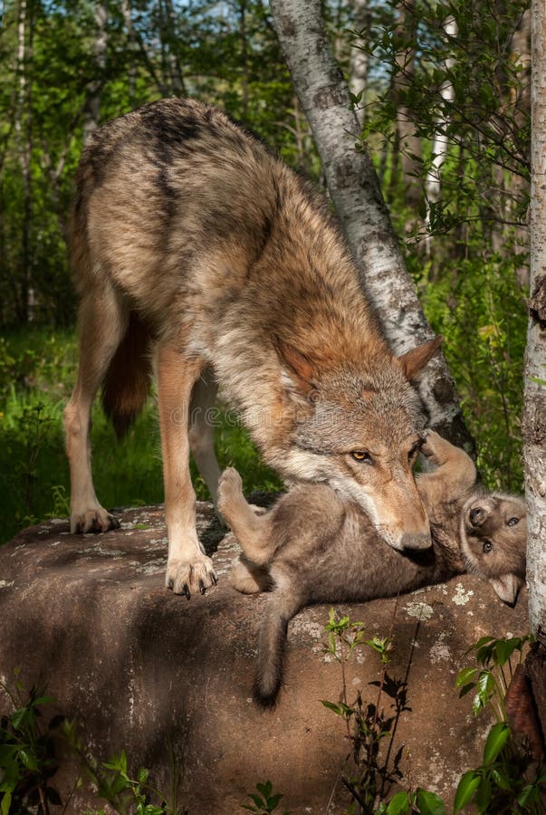 Grey Wolf Canis Lupus Grabs Her Pup Stock Photos - Free & Royalty-Free ...