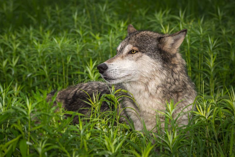 Wolf in summer stock image. Image of parkforest, canada - 39114683