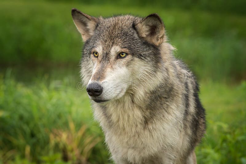Grey Wolf Canis lupus Head stock photo. Image of wildlife - 89990772