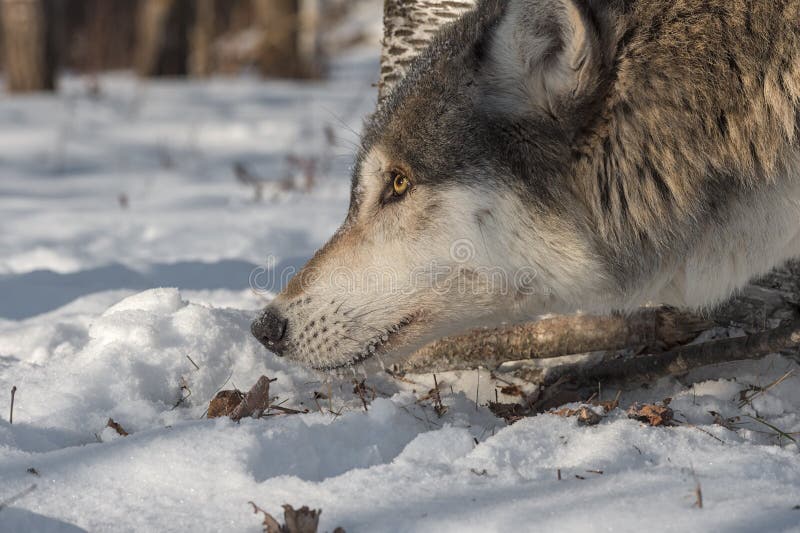 Grey Wolf Canis Lupus Head To Ground Stock Image - Image of canine ...