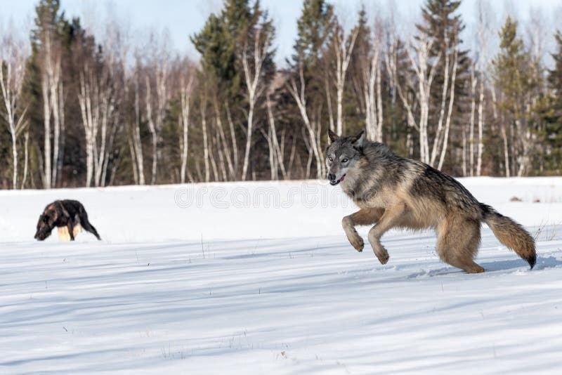 Grey Wolf Canis Lupus Leaps Left Other Wolves in Background Stock Photo ...