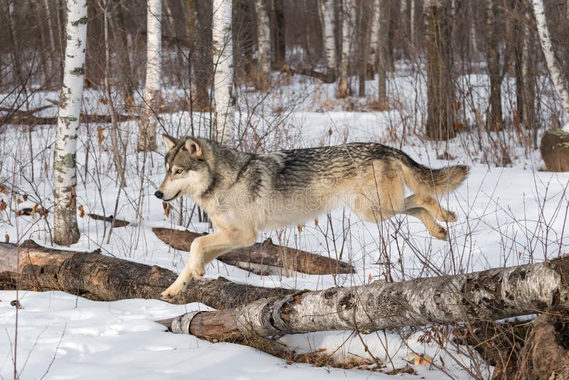 Grey Wolf Canis Lupus Leaps Over Log Profile Winter Stock Image - Image ...