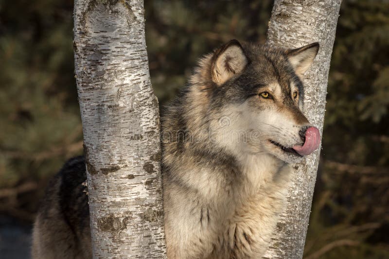 Grey Wolf Canis Lupus Licks Nose between Trees Stock Photo - Image of ...