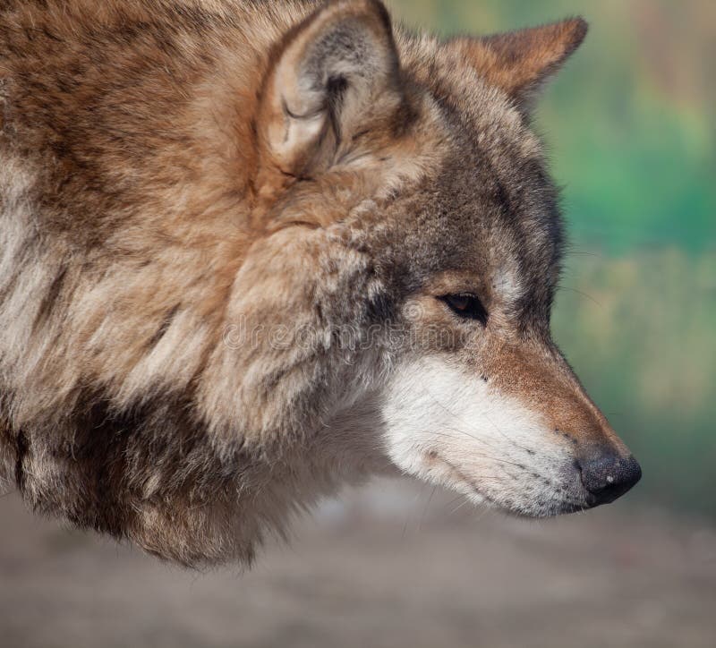 Grey Wolf (Canis lupus) stock image. Image of canine - 69425983