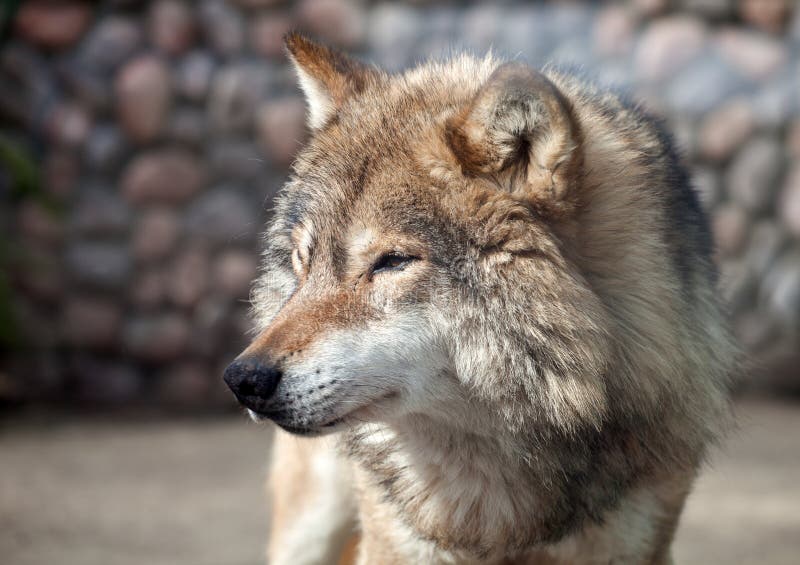 Timber Wolf Looking Left Photos - Free & Royalty-Free Stock Photos from ...