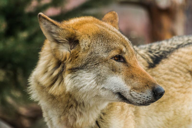 Grey Wolf, Canis Lupus, Looking To the Right Stock Image - Image of ...