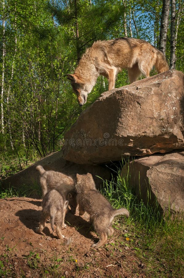 Grey Wolf Canis Lupus Looks Down at Pups Stock Image - Image of ...