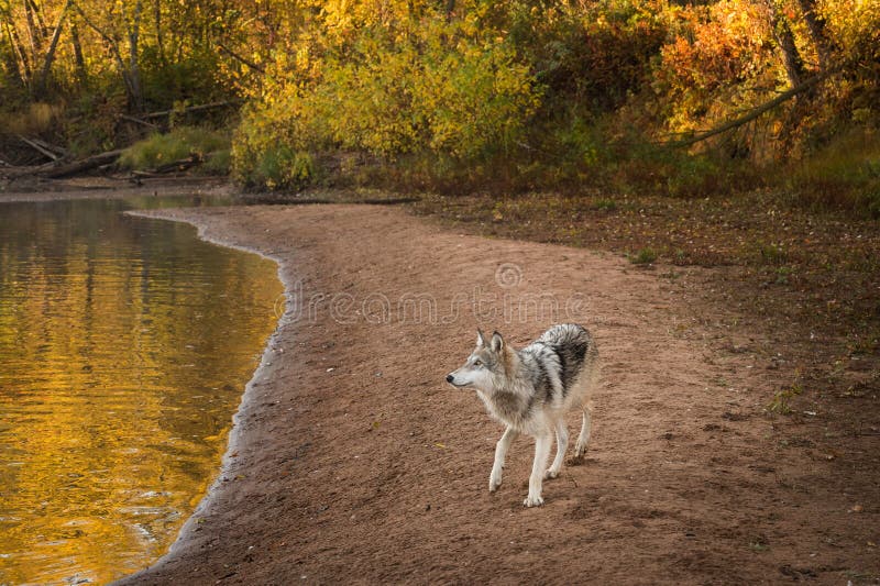 Beach Wolf Footprints In Sand Stock Photo - Image of scavenging ...