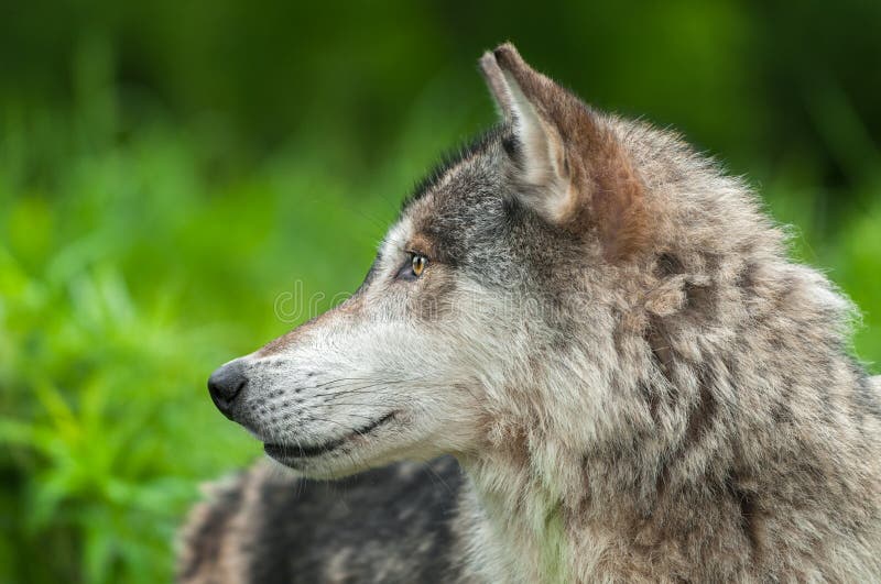 Grey Wolf (Canis Lupus) Stands In Treeline Looking Left Stock Photo ...