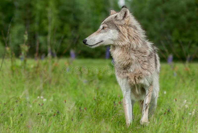 Grey Wolf (Canis Lupus) Looks Left In Field Stock Image - Image of wolf ...