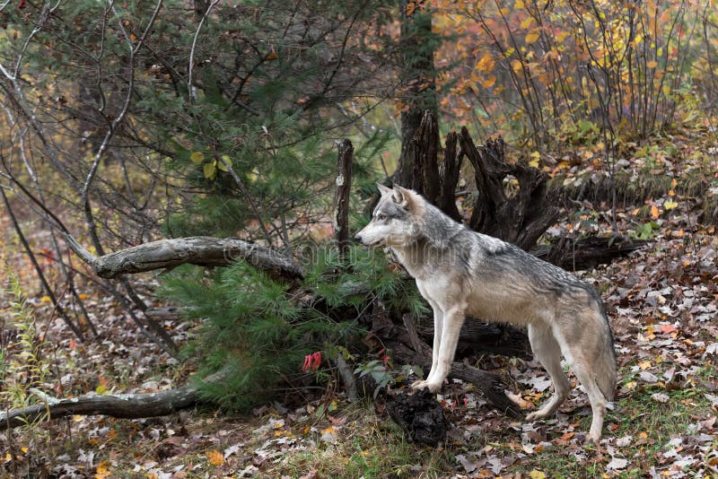 Grey Wolf Canis Lupus Looks Left Paws Up on Root Bundle Autumn Stock ...
