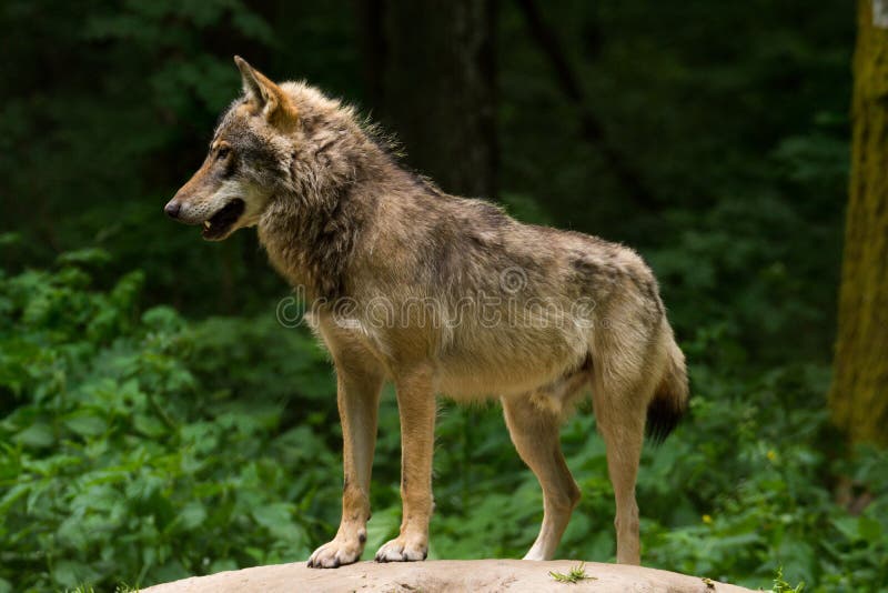Grey Wolf Canis lupus stock photo. Image of wolf, wood - 95511492