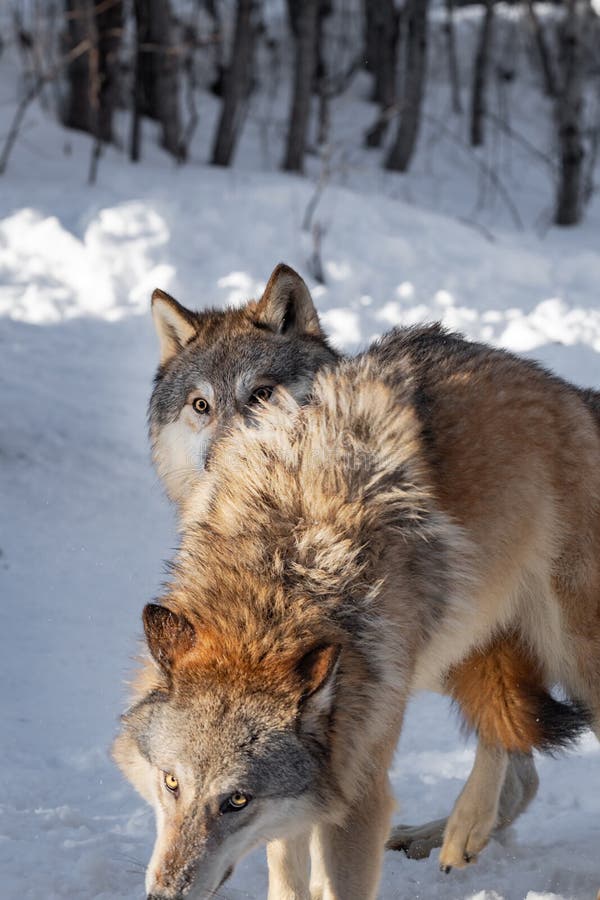 Grey Wolf (Canis Lupus) Looks Over Back of Packmate Winter Stock Photo ...