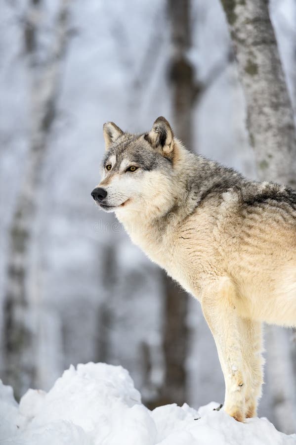 Grey Wolf (Canis Lupus) Behind Tree Stock Image - Image of nature, gray ...