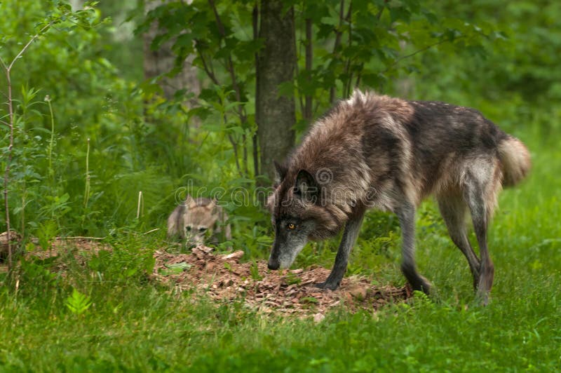Canis Lupus Wolf Sniffing Stock Photos - Free & Royalty-Free Stock ...