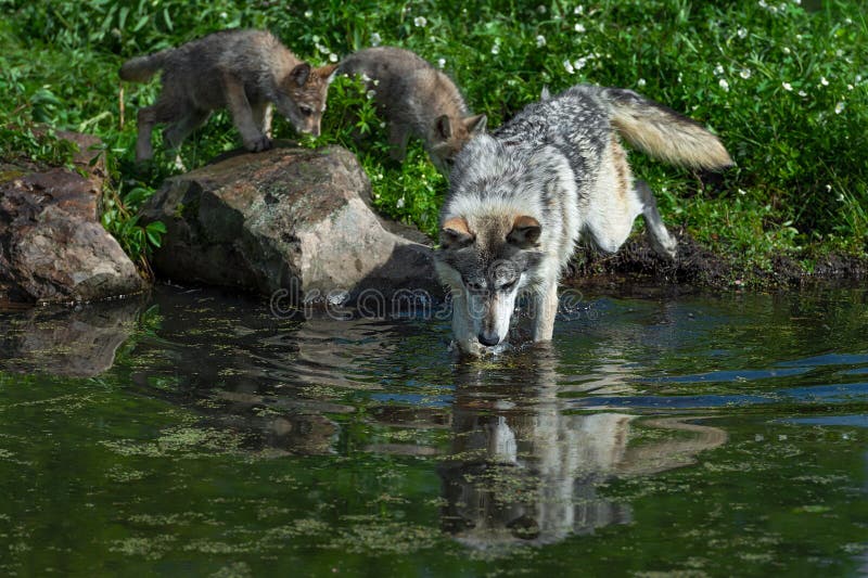 Grey Wolf Canis Lupus Looks into Water Reflected Pups Behind Summer ...