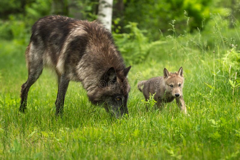 Grey Wolf Canis-Lupus Mit Welpen Stockfoto - Bild von grau, lupus: 85878624