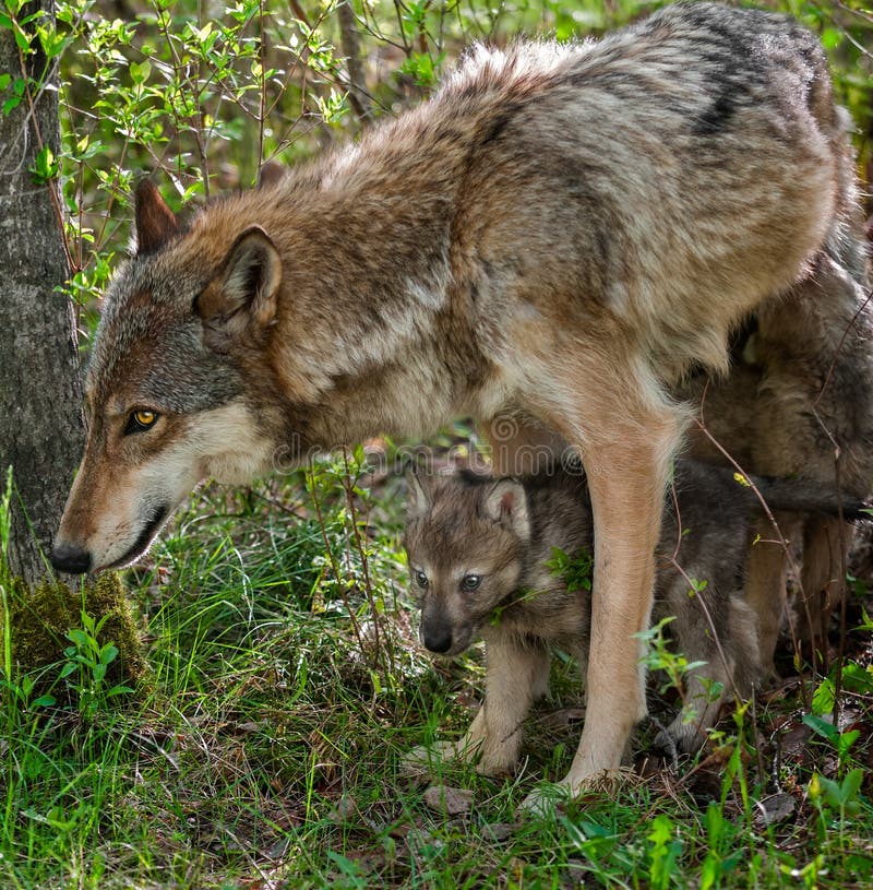 Grey Wolf (Canis Lupus) Mother and Pup Stock Photo - Image of young ...